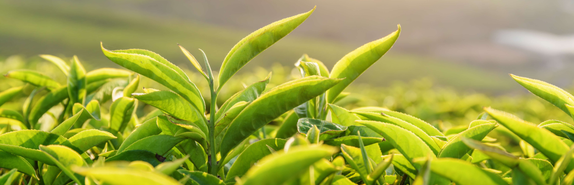 Hsu Presents in Singapore on Green Tea’s Impact on Long COVID – Campus ...